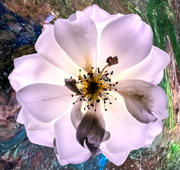 Shelley Hanan, artist, Pinwheel, ADC Fine Art, photography, original ...